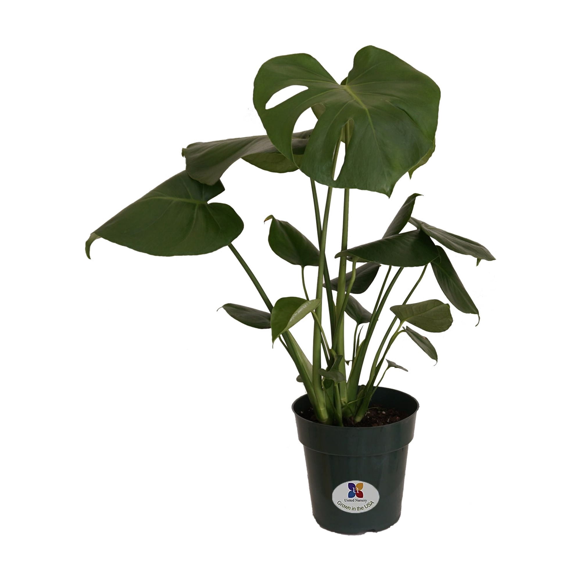 United Nursery Live Monstera Deliciosa Plant 12-16 inches Tall in 6 ...