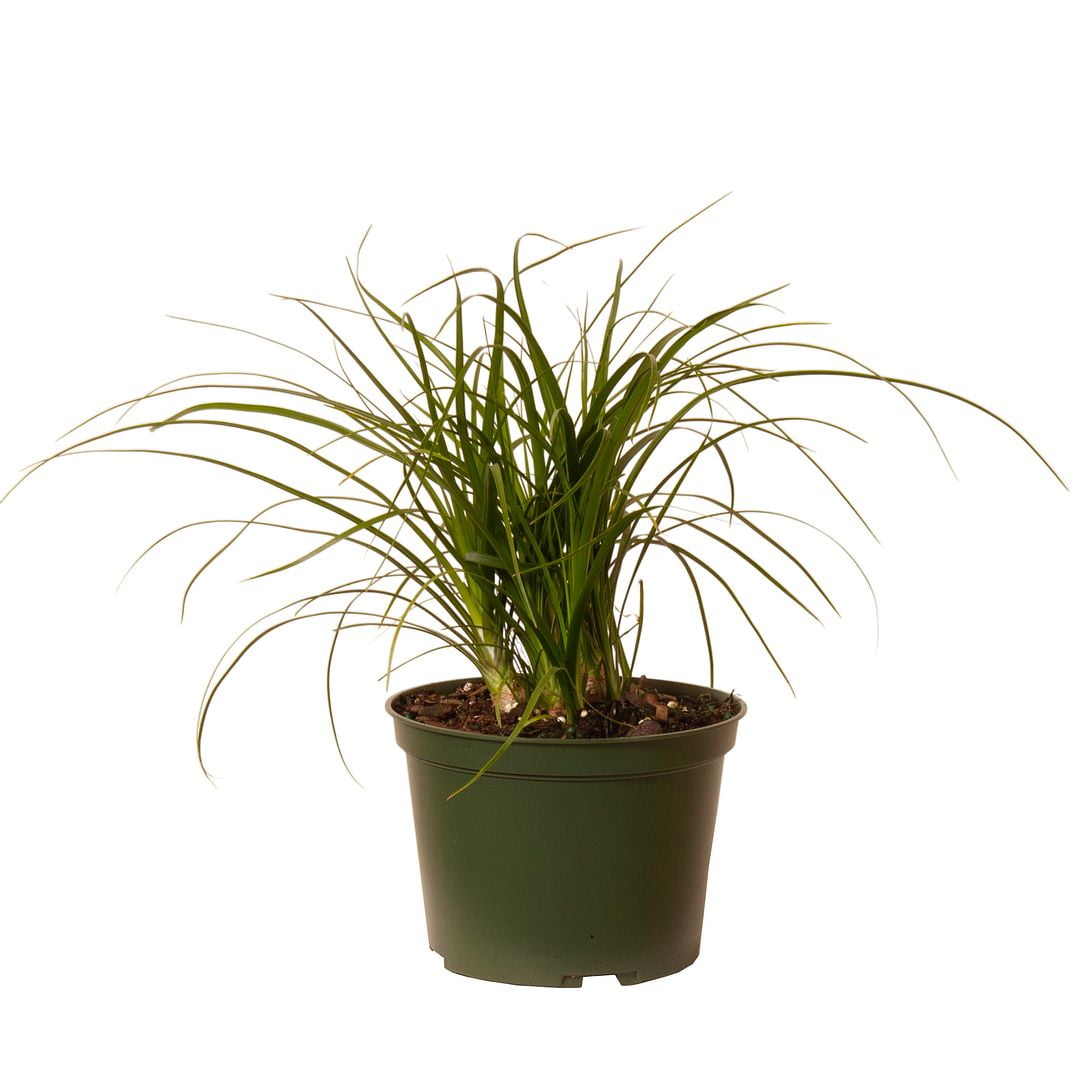 United Nursery Live Ponytail Palm Bush Plant 10-12 inches Tall in 6 ...