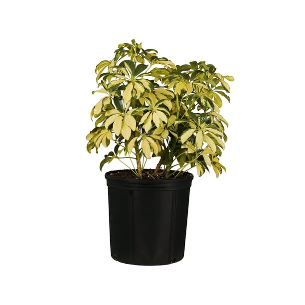 United Nursery Live Schefflera Trinette Plant 24-34 Inches Tall in 9.25 ...