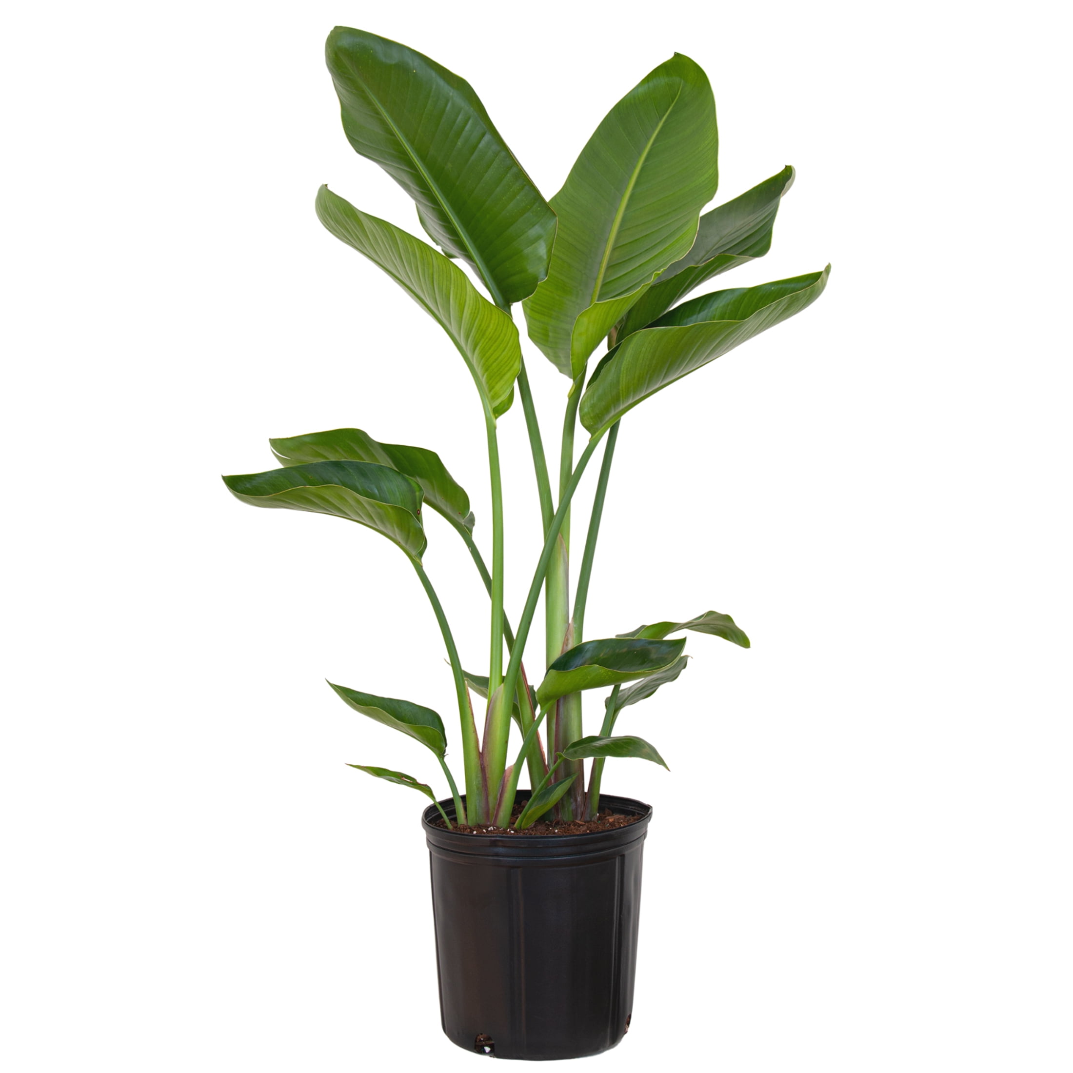 United Nursery Live White Bird of Paradise Plant 26-32 inches Tall in 9 ...
