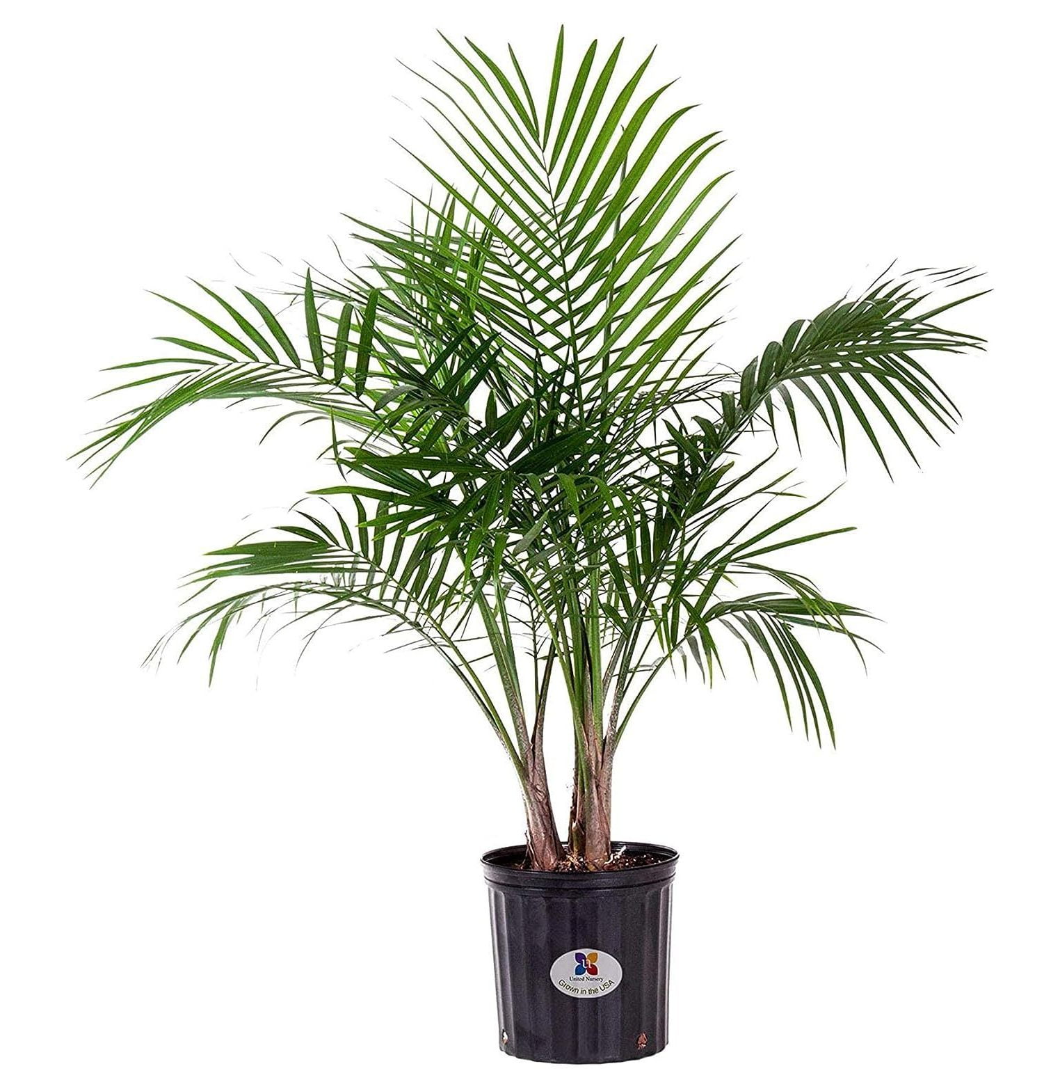 United Nursery Majesty Palm Live Plant, Outdoor and Indoor Live Palm ...