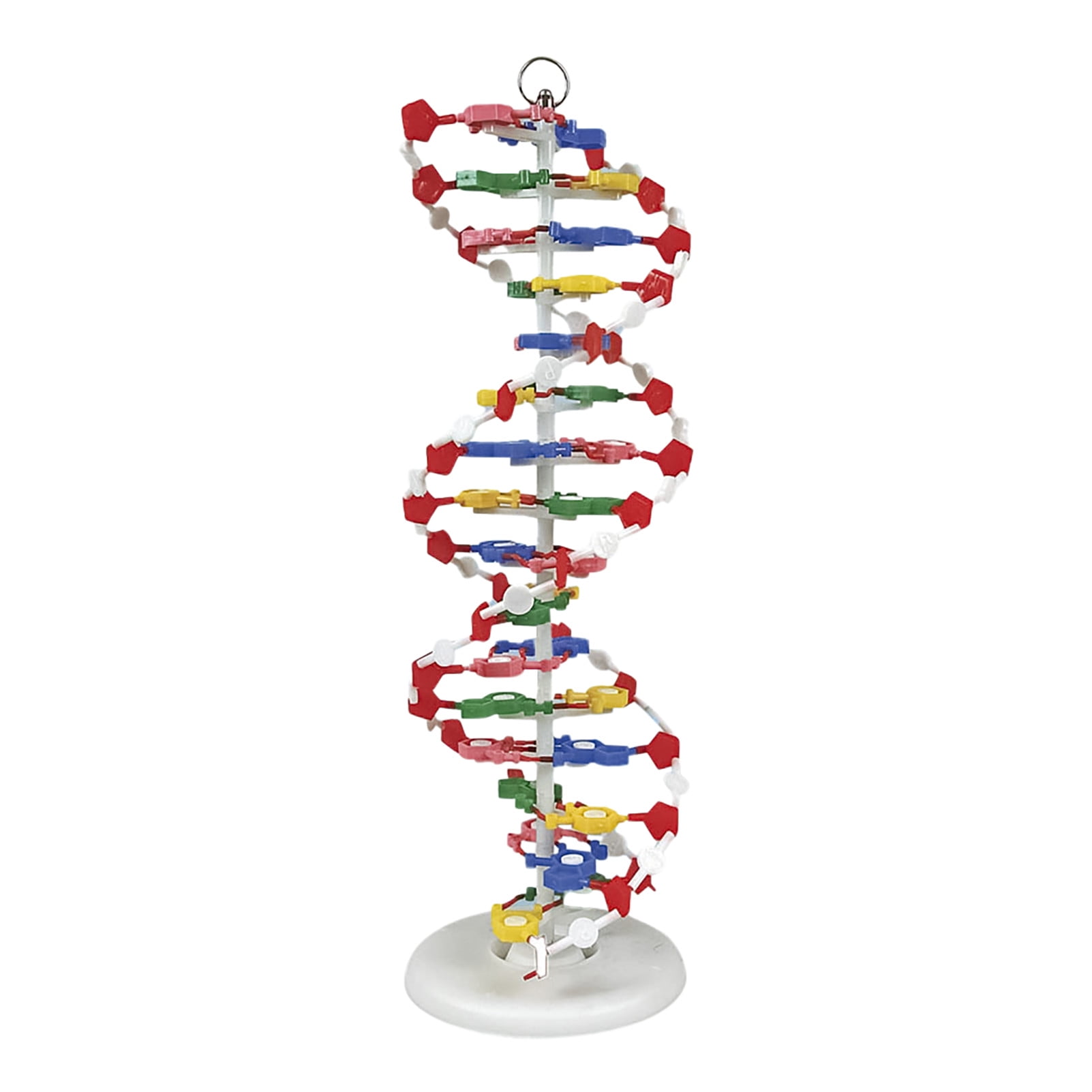 United Scientific DNA Model - Walmart.com