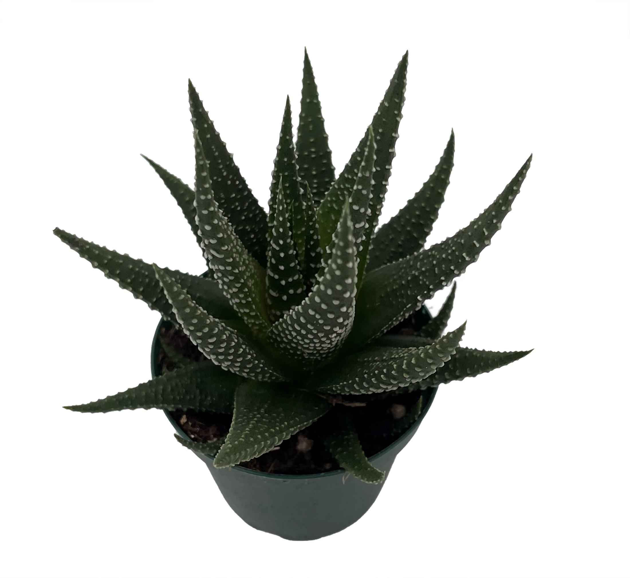 Princess Pine Succulent Plant - Crassula muscosa - 2.5" Pot - Walmart.com