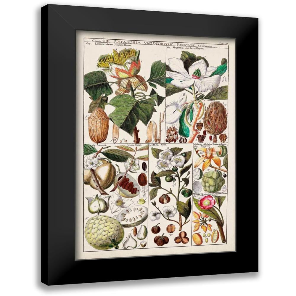 Unknown 11x14 Black Modern Framed Museum Art Print Titled - Magnolia ...