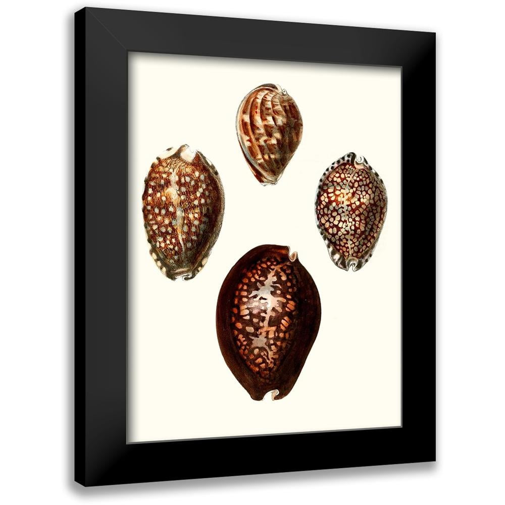 Unknown 12x14 Black Modern Framed Museum Art Print Titled - Conchologia ...