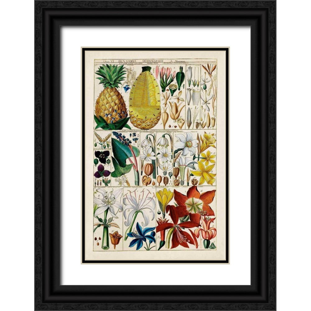 Unknown 13x18 Black Ornate Wood Framed with Double Matting Museum Art Print Titled - Pineapple ...