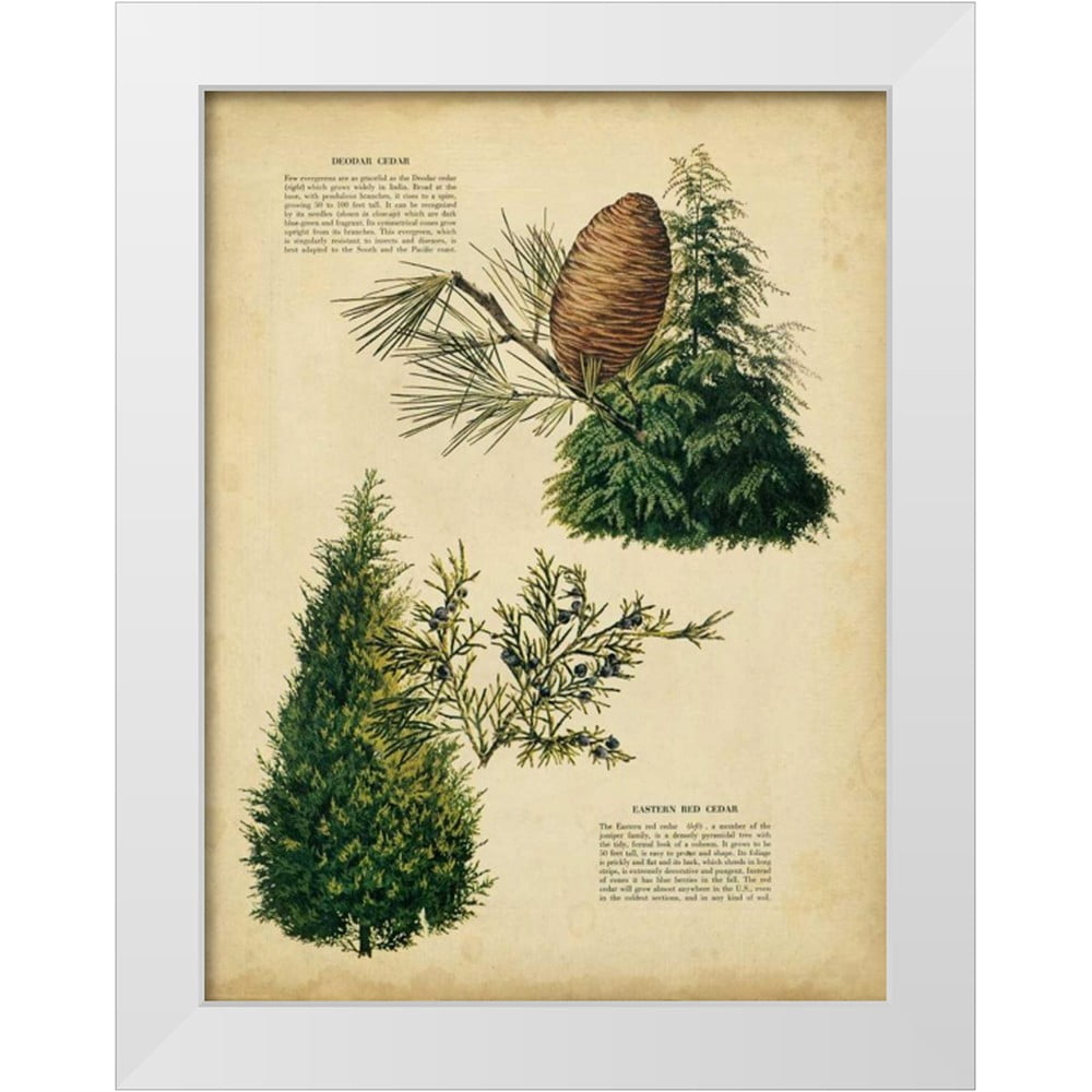 Unknown 15x18 White Modern Wood Framed Museum Art Print Titled - Deodar ...