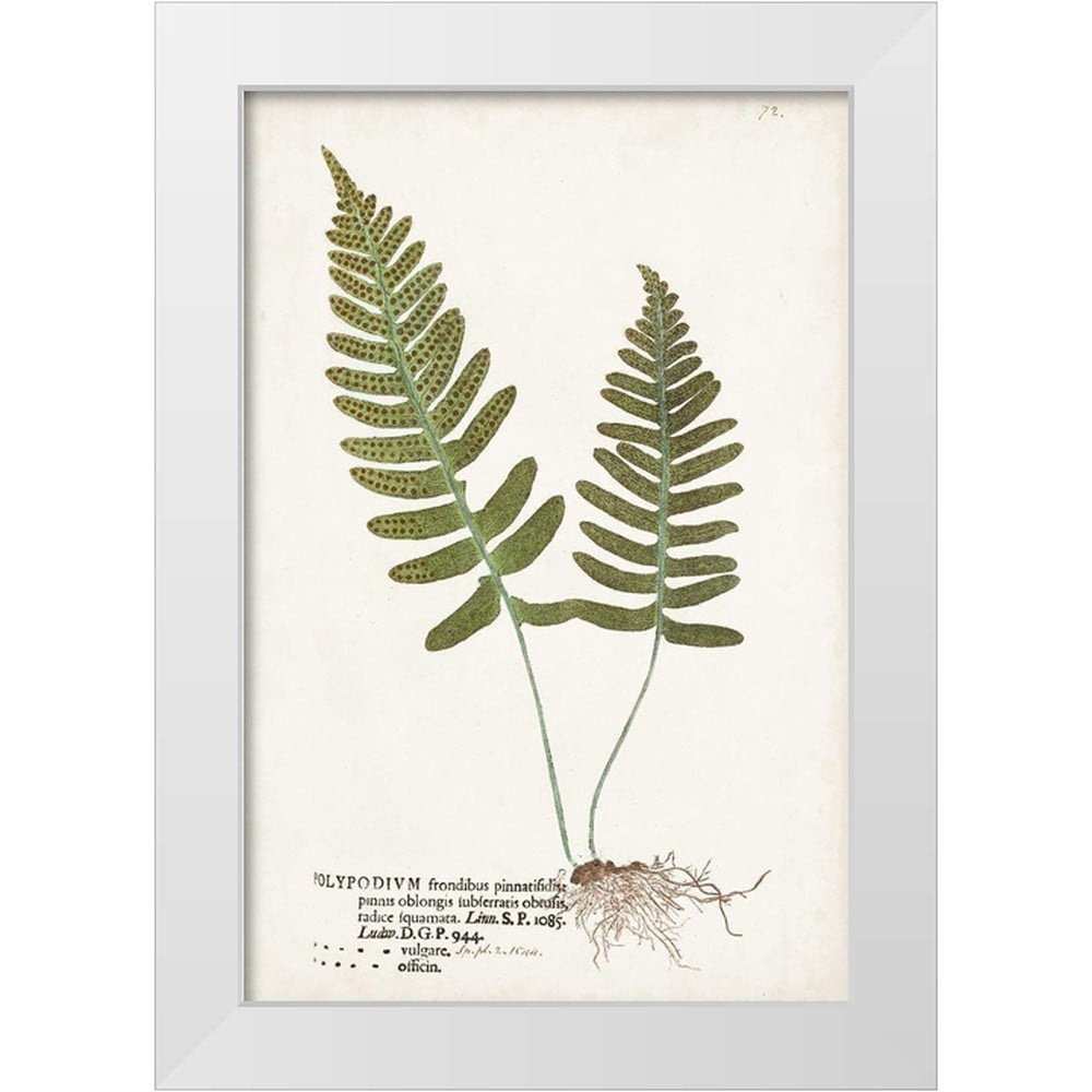 Unknown 17x24 White Modern Wood Framed Museum Art Print Titled - Nature ...