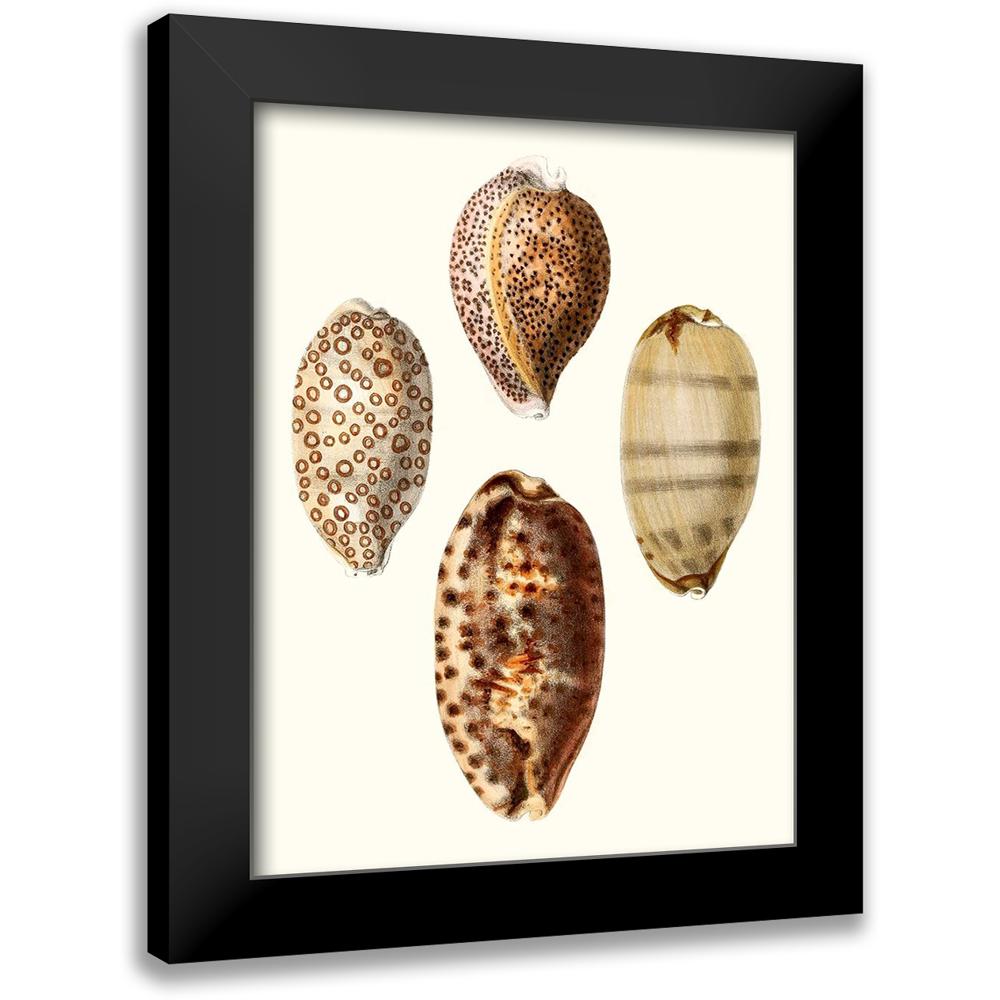 Unknown 19x24 Black Modern Framed Museum Art Print Titled - Conchologia ...