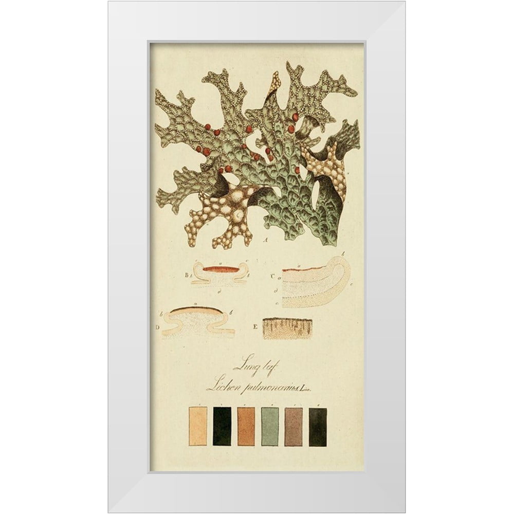 Unknown 9x14 White Modern Wood Framed Museum Art Print Titled - Species ...