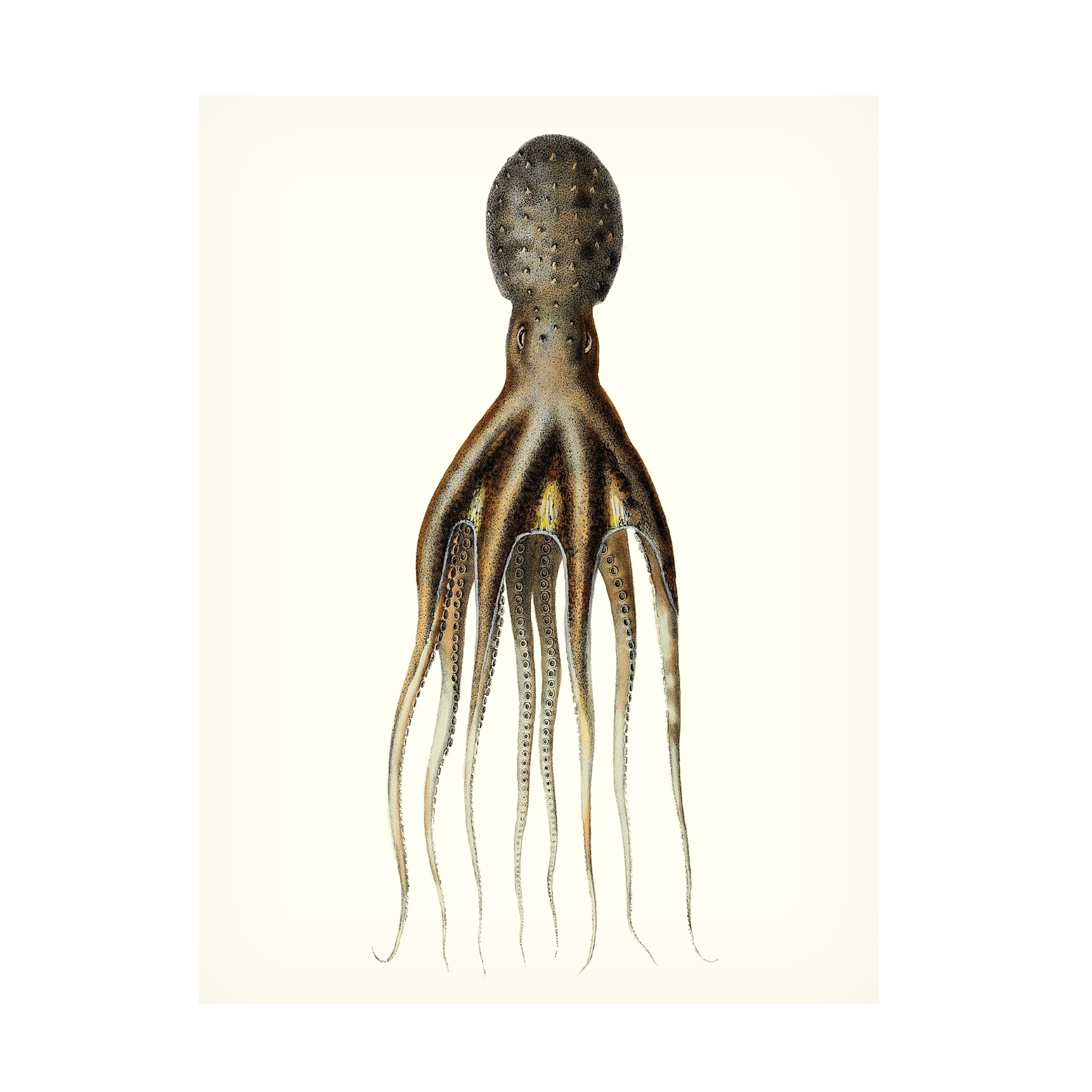 Unknown 'Antique Octopus Collection V' Canvas Art - Walmart.com
