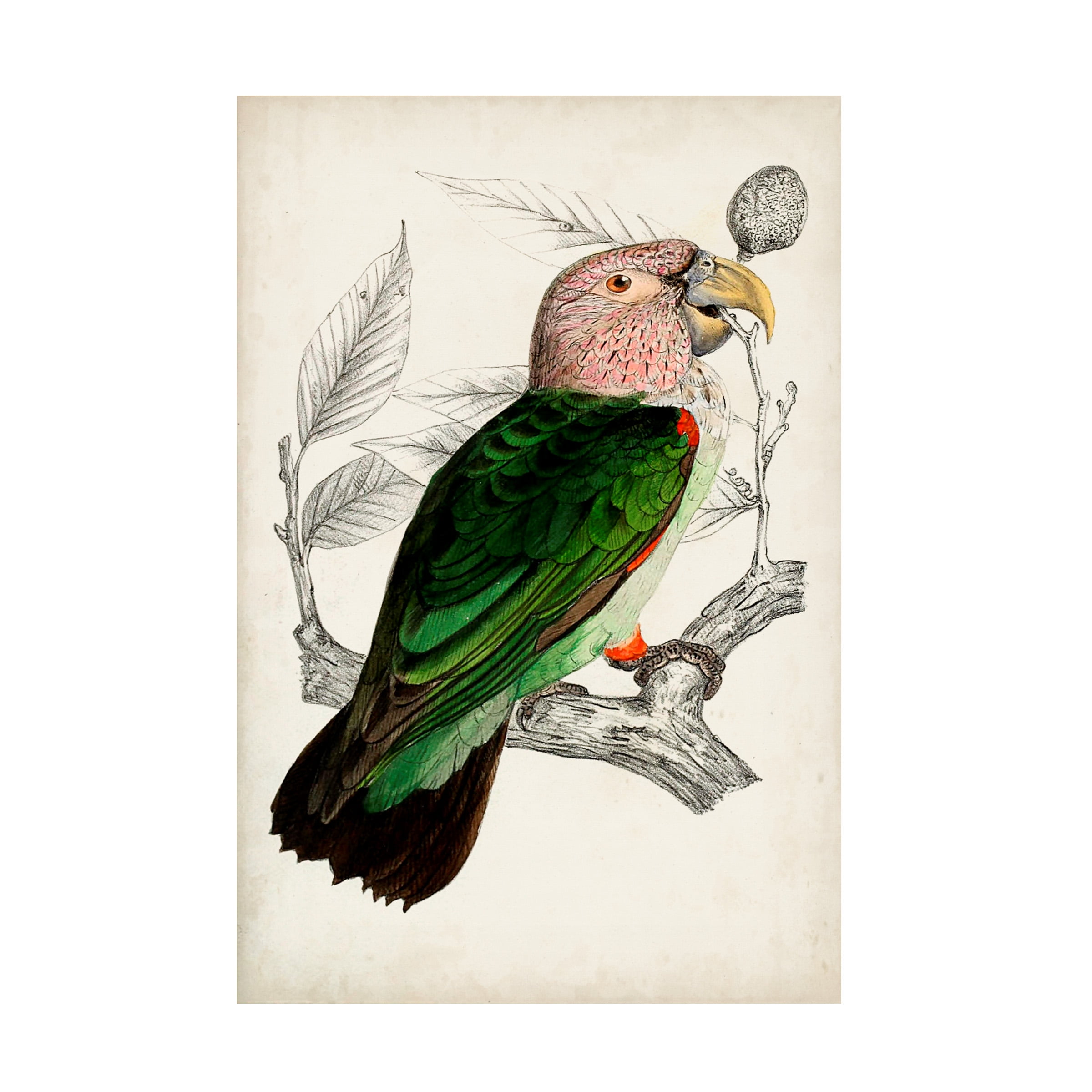 Unknown 'Antique Parrot Pair I' Canvas Art - Walmart.com