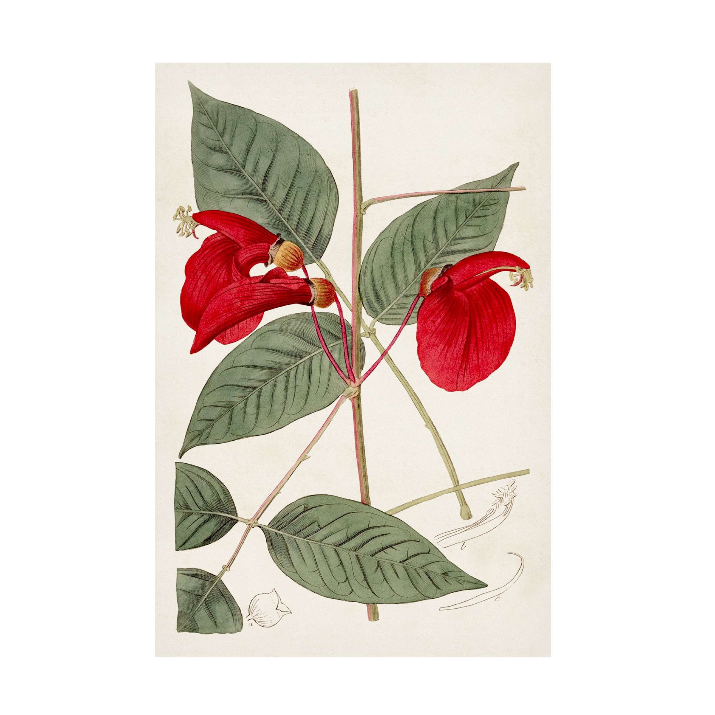 Unknown 'Flora of the Tropics II' Canvas Art - Walmart.com