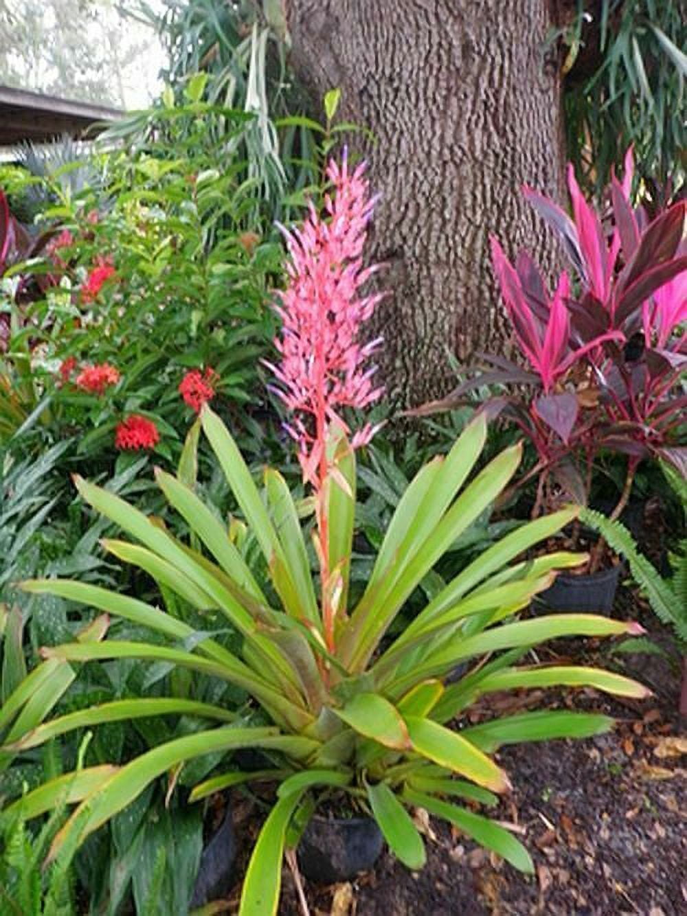 Unrooted Young Bromeliad Plant Pup Cutting Grows Tall Height Pink low ...