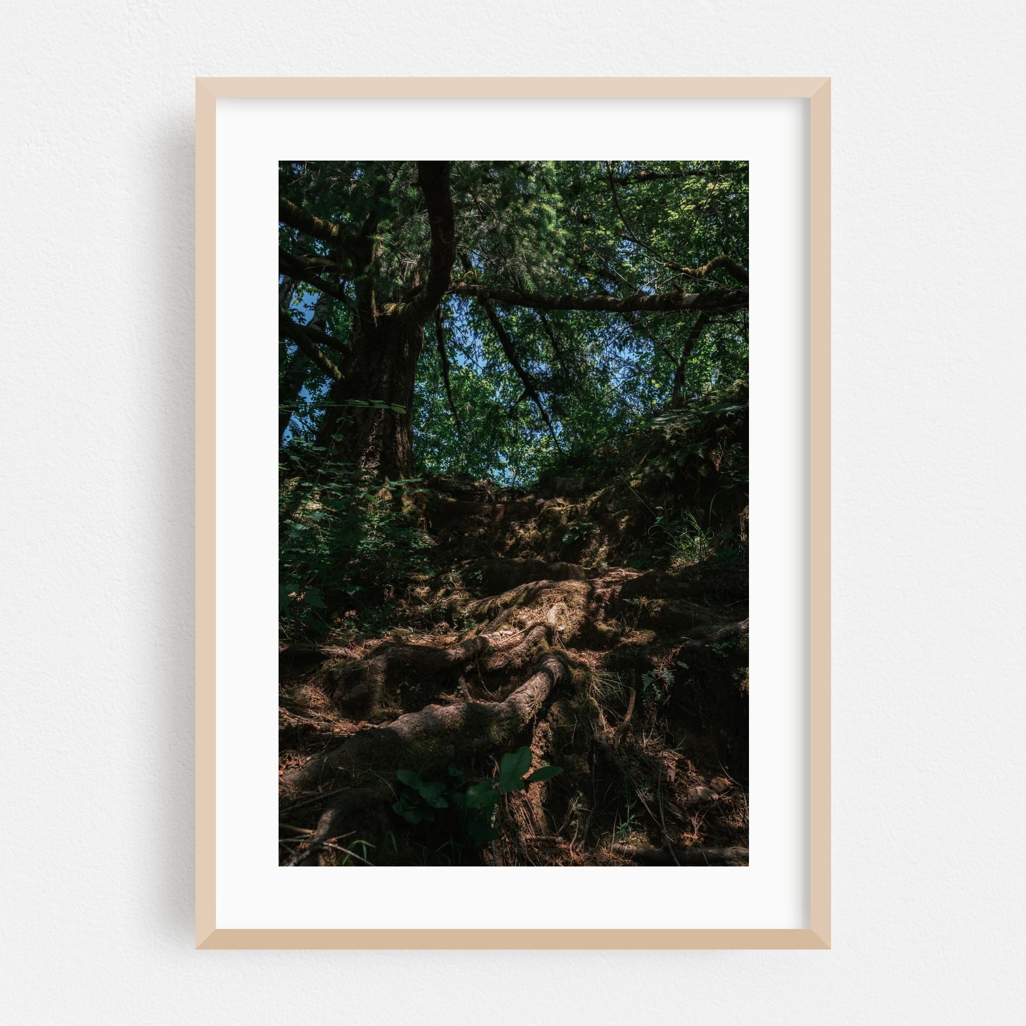 Untitled - Oregon Photography Forest Nature Woods Woodland Wilderness ...
