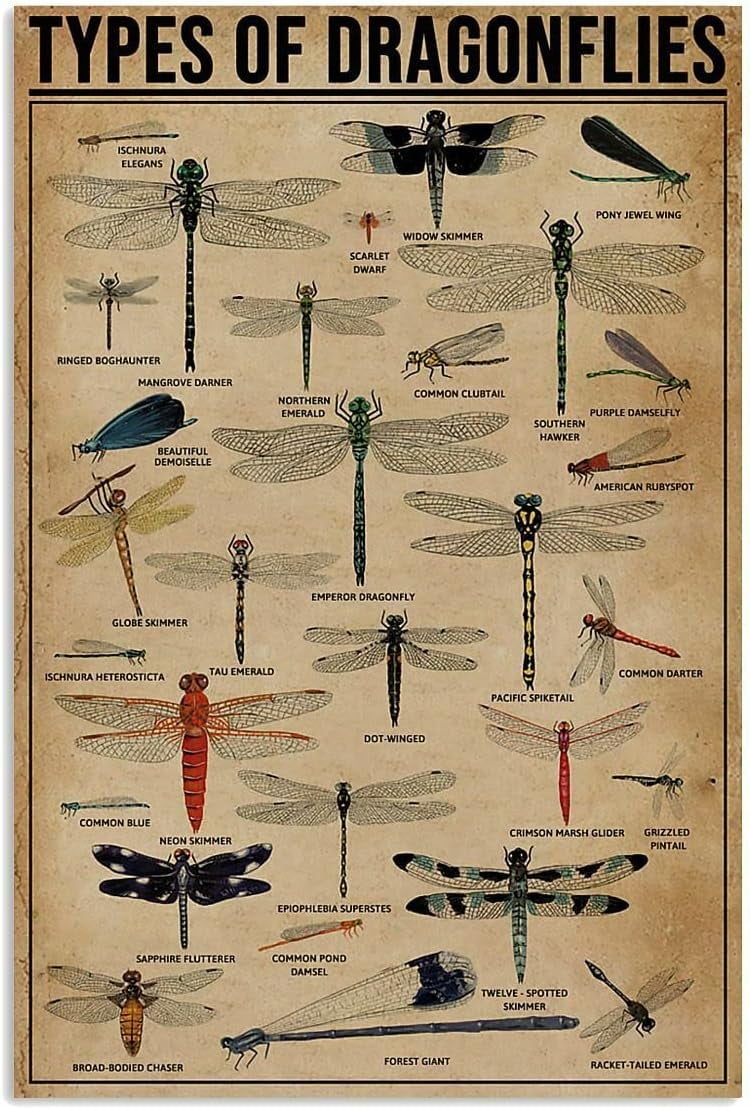 Uoyeqt Challenge Wooden 1000 Piece Adult Puzzles Types of Dragonflies ...