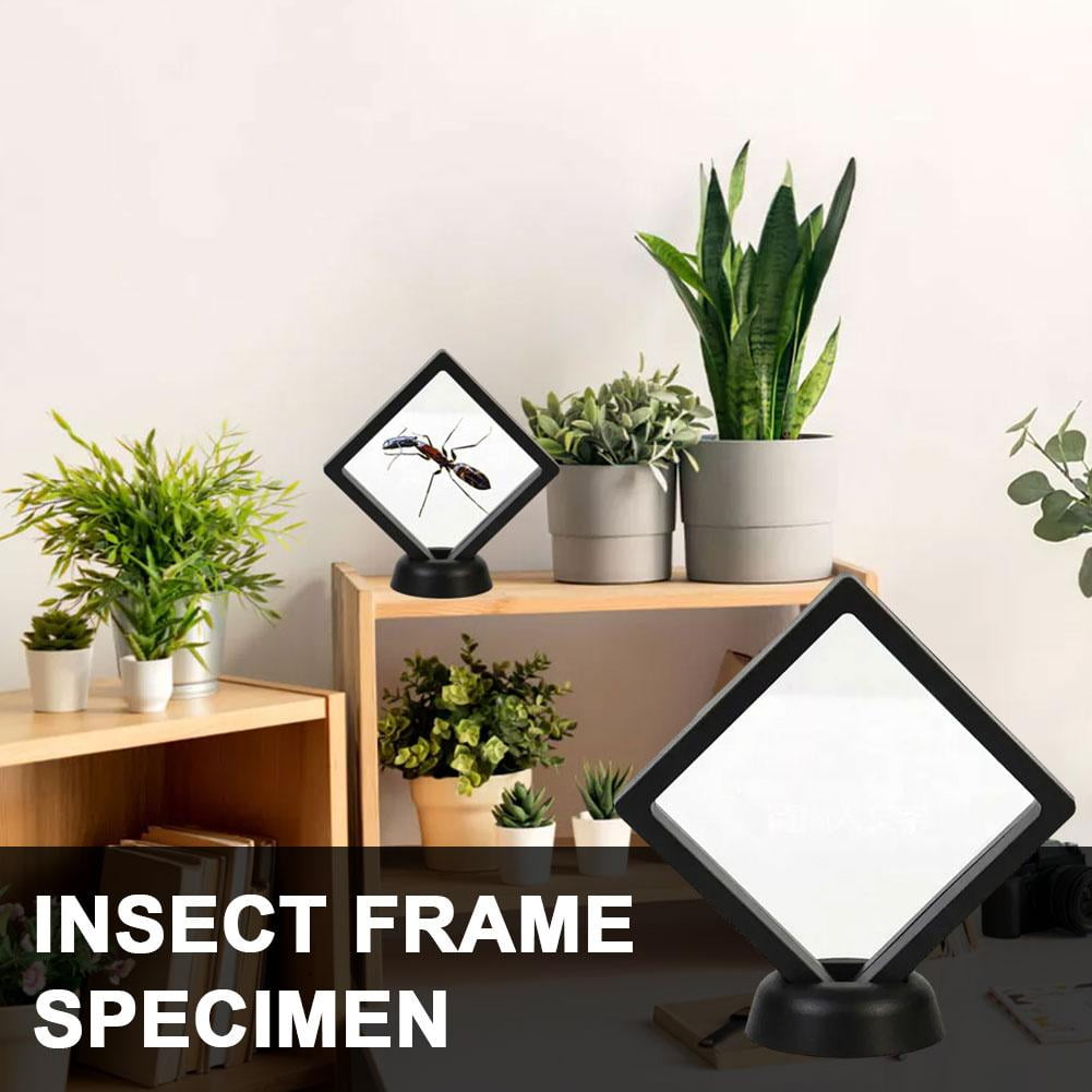 Up to 60% off! PawCasa Insect Frame Specimen Real Giant Stag Btle Bug ...