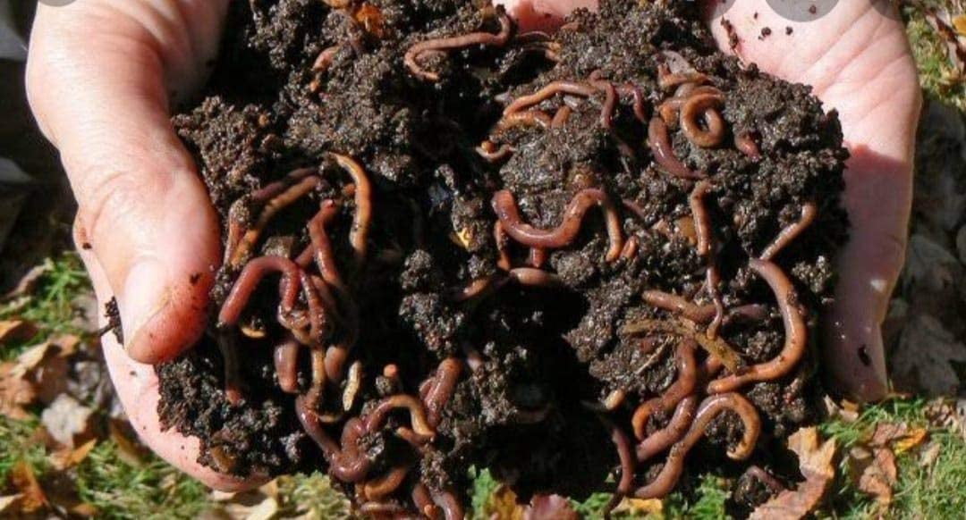 Upjau Kechua Khad Vermicompost Organic Fertilizer for Plants Earthworm ...