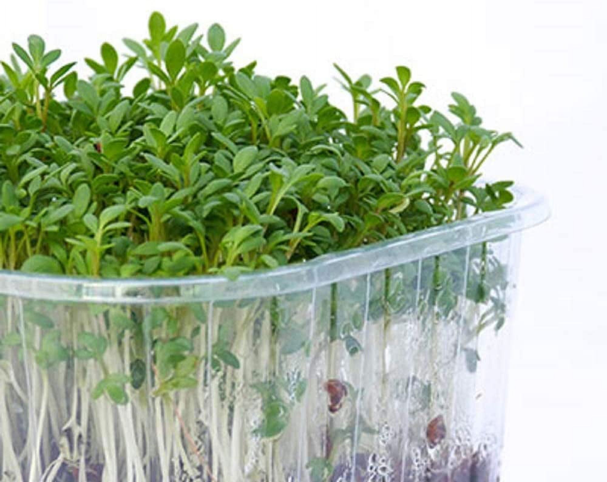 Upland Curled Cress Seed, Sprouts, Heirloom,100 Seeds, Broadleaf, Micro ...