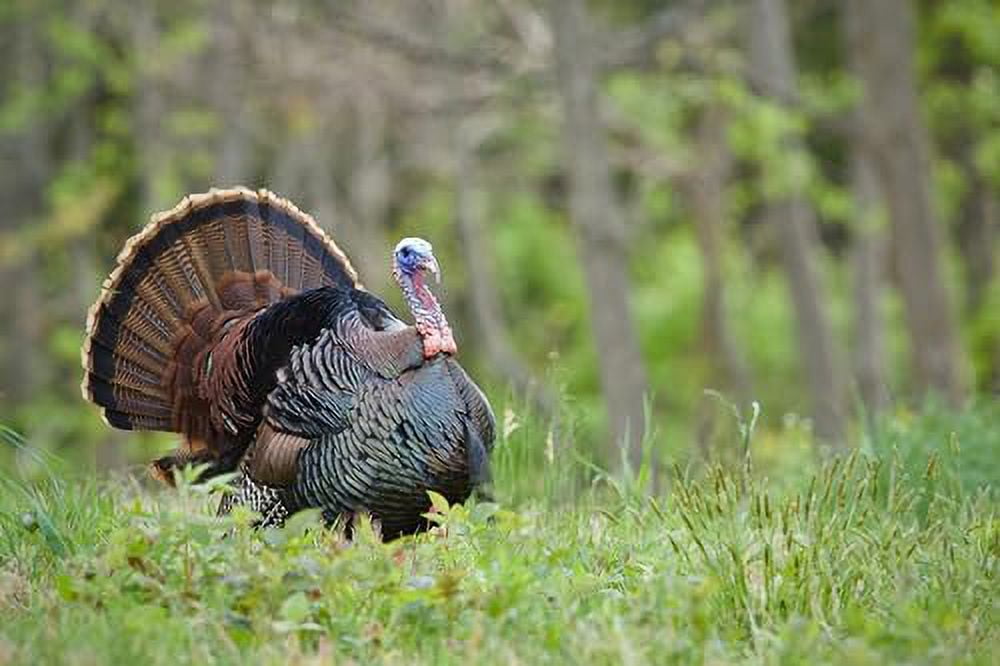 Upland Game Bird Mix (20 Pounds) - Turkey & Game Bird Food Plot Seed. A ...