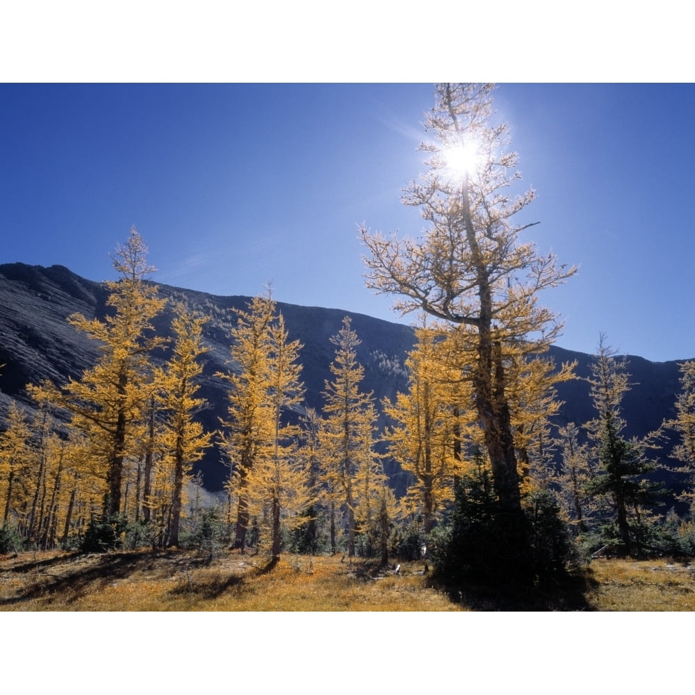Upper Rowe Lake And Larch Trees In Fall Waterton Lakes National Park ...