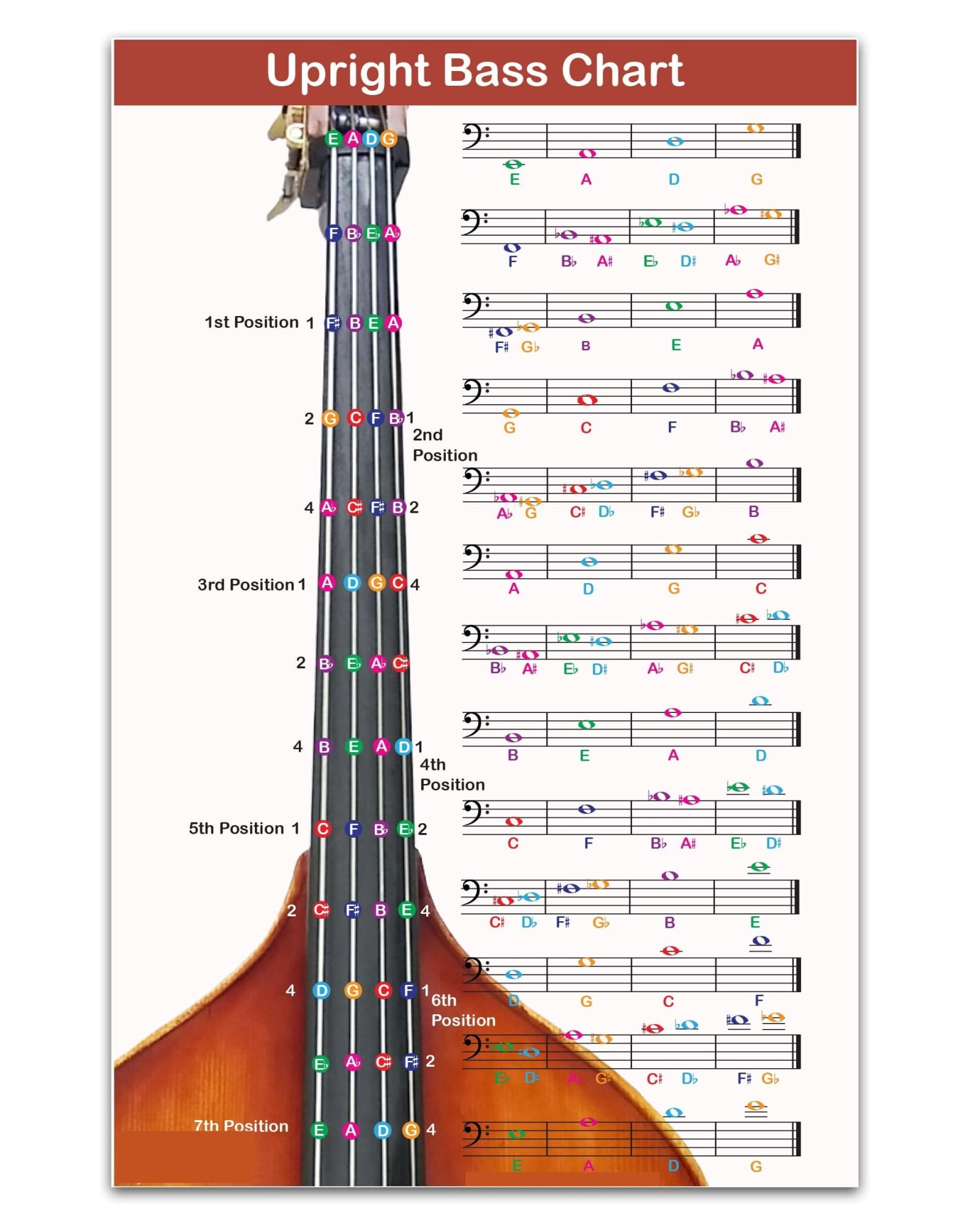Upright Bass Fingering Chart poster with Color-Coded Notes Double Bass ...
