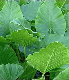 Upright Elephant Ear Bulb- Nice Bulb! - Walmart.com