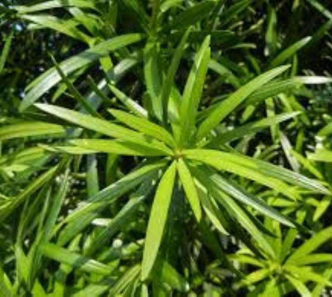 Upright Yew Podocarpus Macrophyllus - Live Plant - ( 1 QT ) - Evergreen - Walmart.com