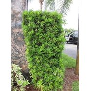 Podocarpus Macrophyllus I 3 Large Gallon Size Plants I Japanese Yew I Live Evergreen Yew Pine ...