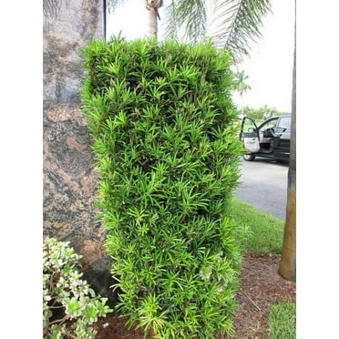 Podocarpus Macrophyllus I 3 Large Gallon Size Plants I Japanese Yew I ...