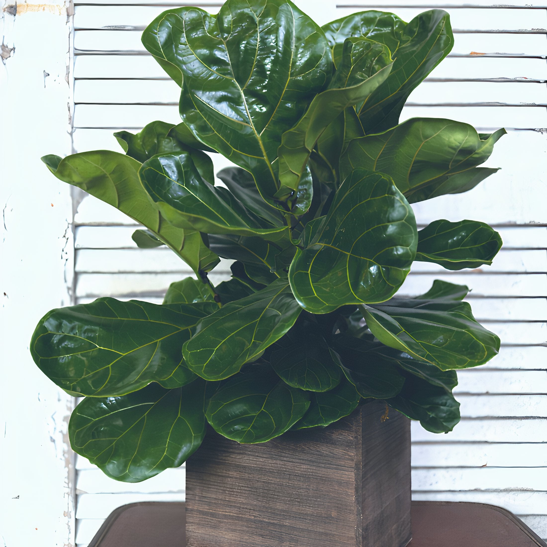 Urban Country Flower Co. Fiddle Leaf Plant, Live Plant - Walmart.com