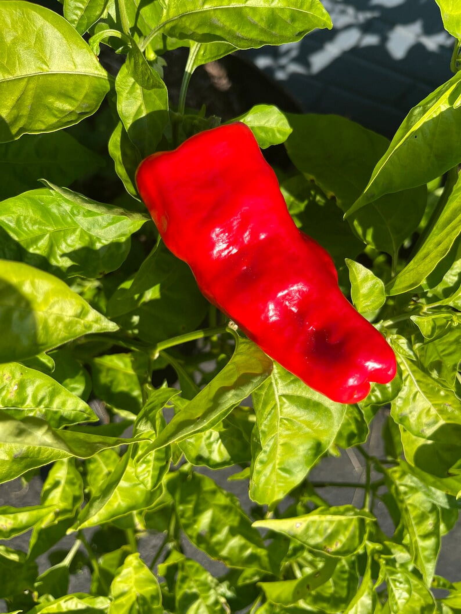 Urfa Biber Isot Turkish Turkey Chile Hot Pepper Premium Seed Packet ...