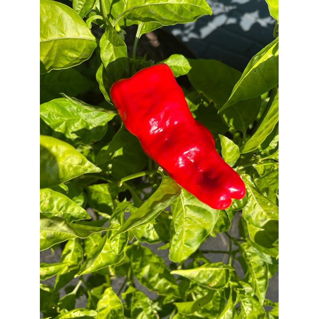 Urfa Biber Isot Turkish Turkey Chile Hot Pepper Premium Seed Packet ...