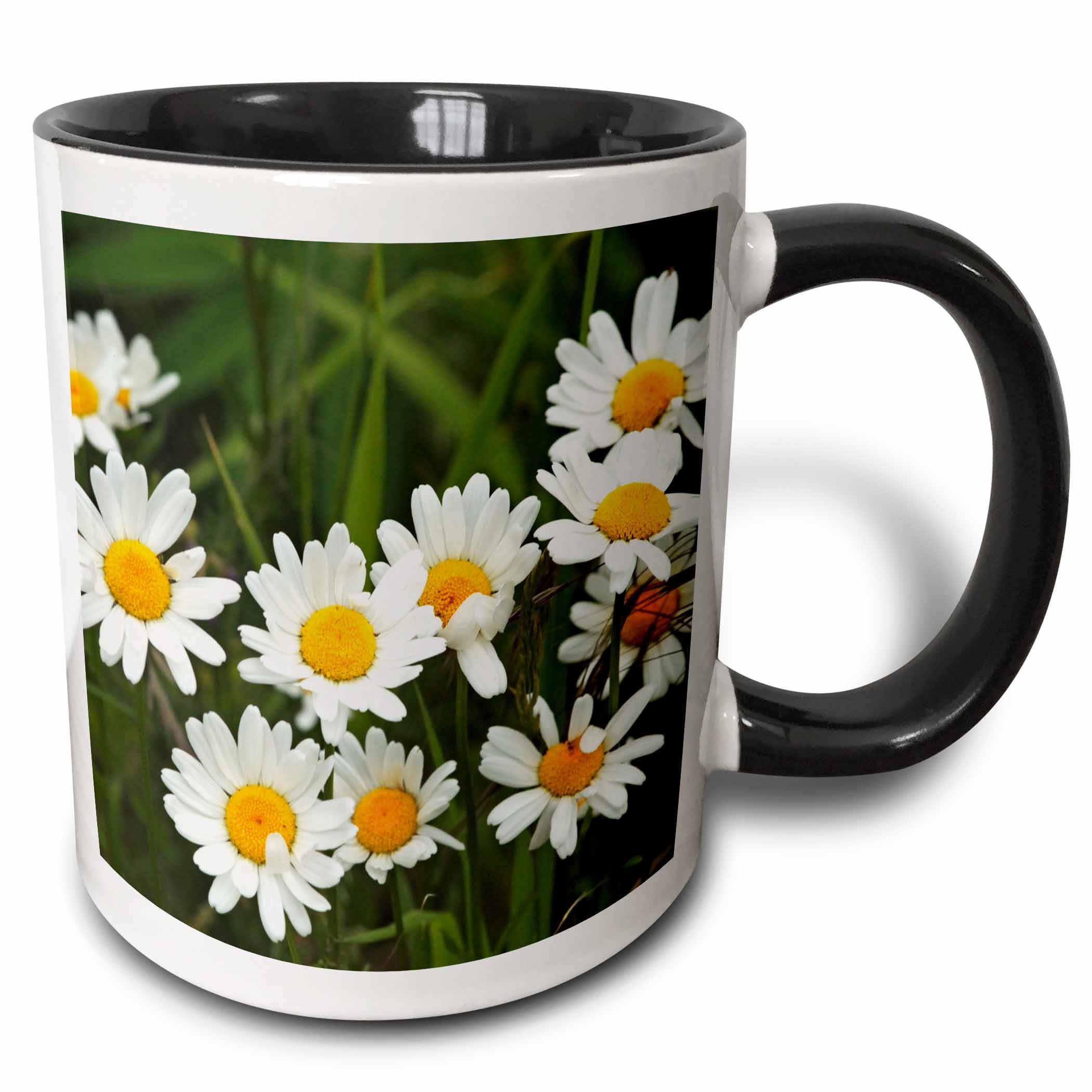 3drose, Usa, Washington, Seattle, Discovery Park. Oxeye Daisy Blooming ...