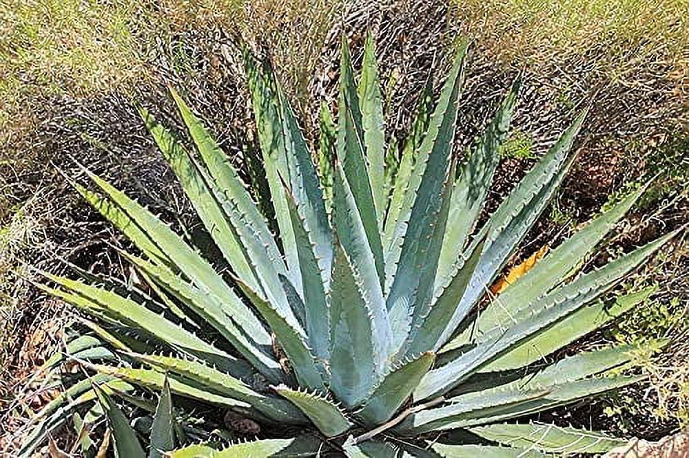 Utah Agave Gardening Cactus Seeds - 20 Seeds, Easy to Grow, Ships from ...