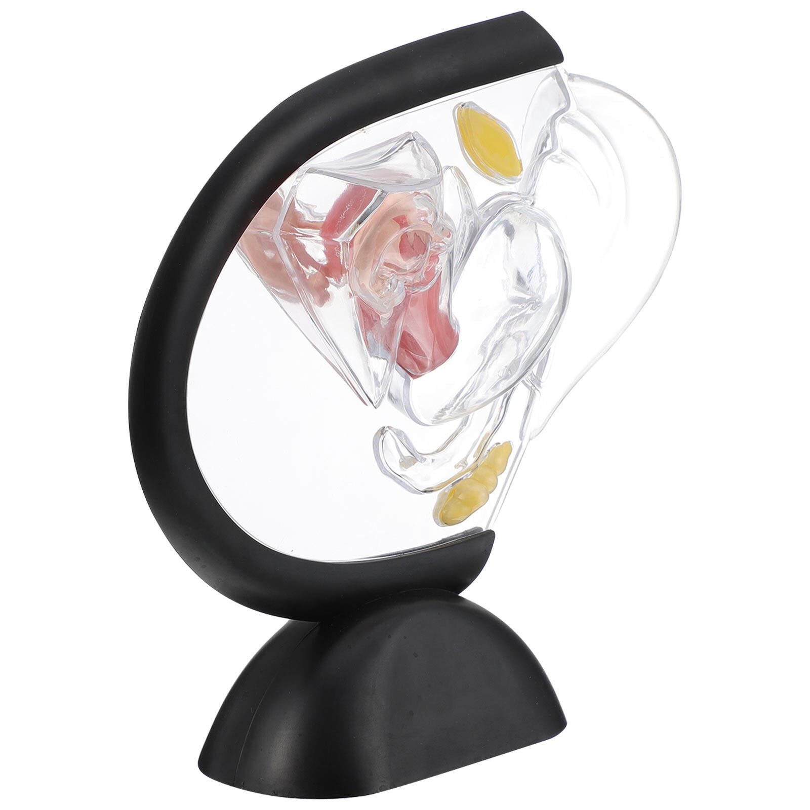 Uterus Structure Model Transparent Uterus Wall Model Medical Research ...