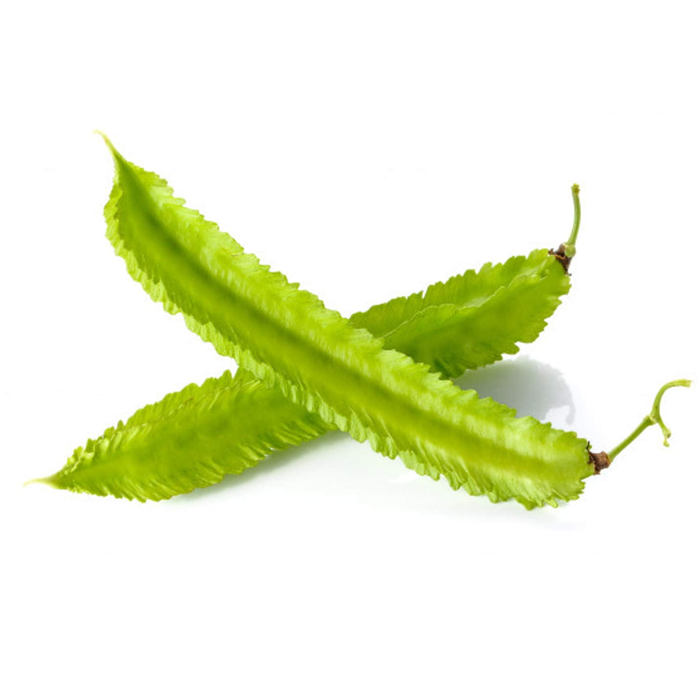 UtopiaSeeds Winged Bean Seeds - Goa Bean - Approximately 20 Seeds ...