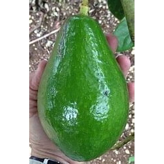 Utuado Grafted Avocado Tree 2-4ft Tall Dwarf Tree. We ship to all ...
