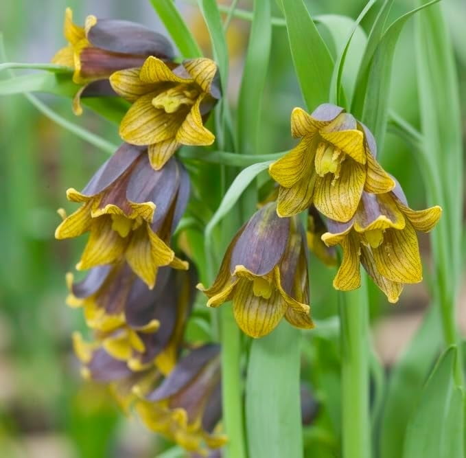 Uva Vulpis Fritillaria Bulbs for Planting Colorful Weeping Flowers 10 ...