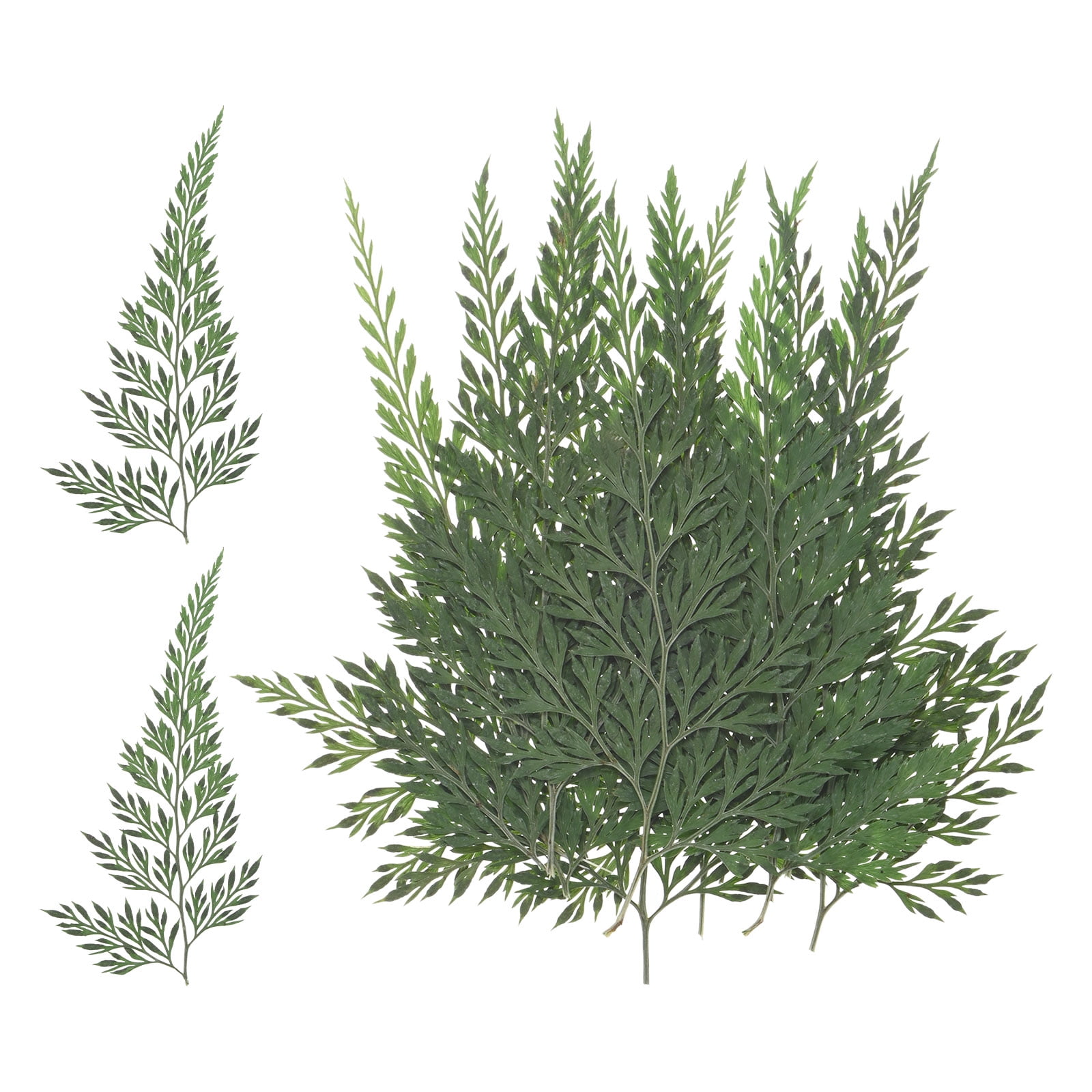Uxcell 12-Pack Pressed Dried Flowers Leaves, Real Natural Ferns Dried ...