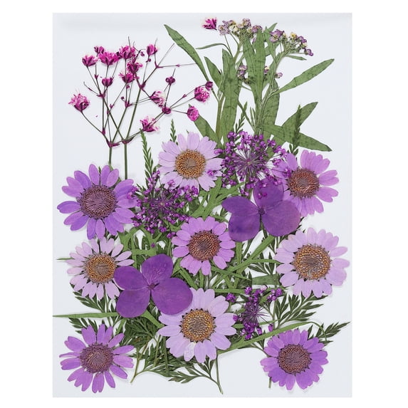 Uxcell Dried Pressed Flowers Natural Dried Flower Leave Assorted Real ...