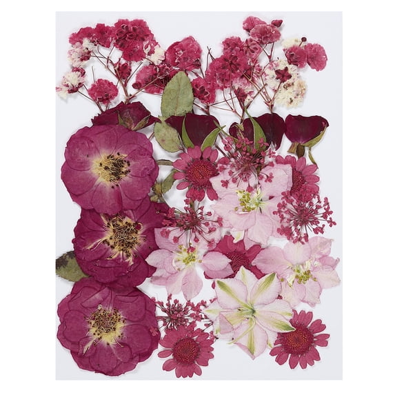 Uxcell Dried Pressed Flowers Natural Dried Flower Leave Assorted Real ...
