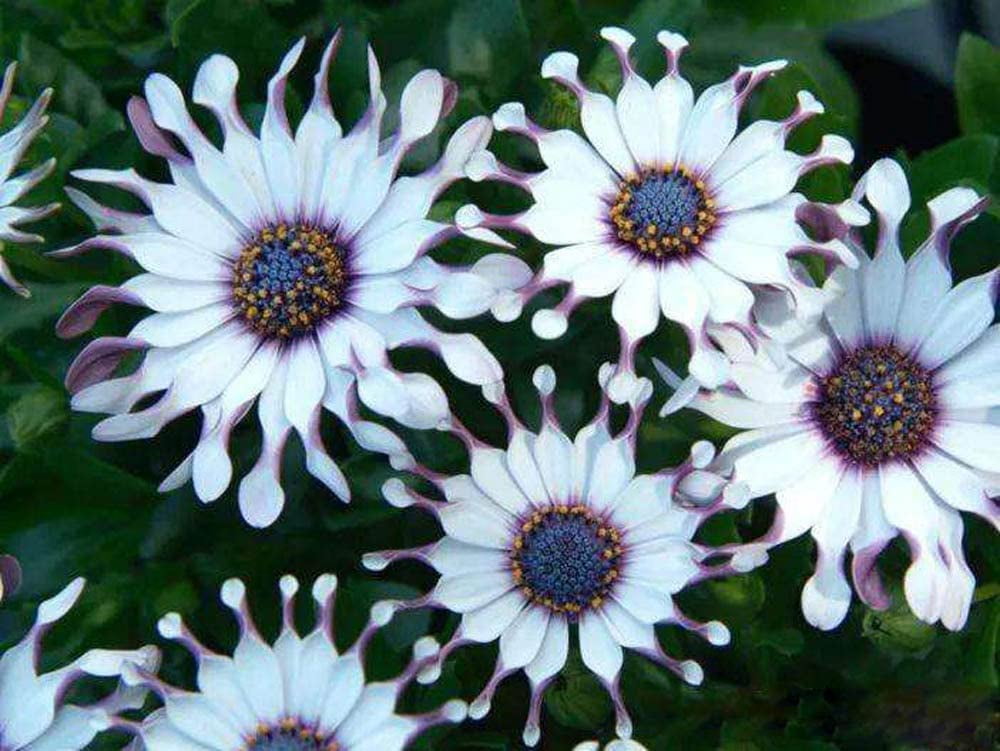 VAACNEE 100 Rare African Daisy Seeds Mixed Color Osteopermum Whirligig ...