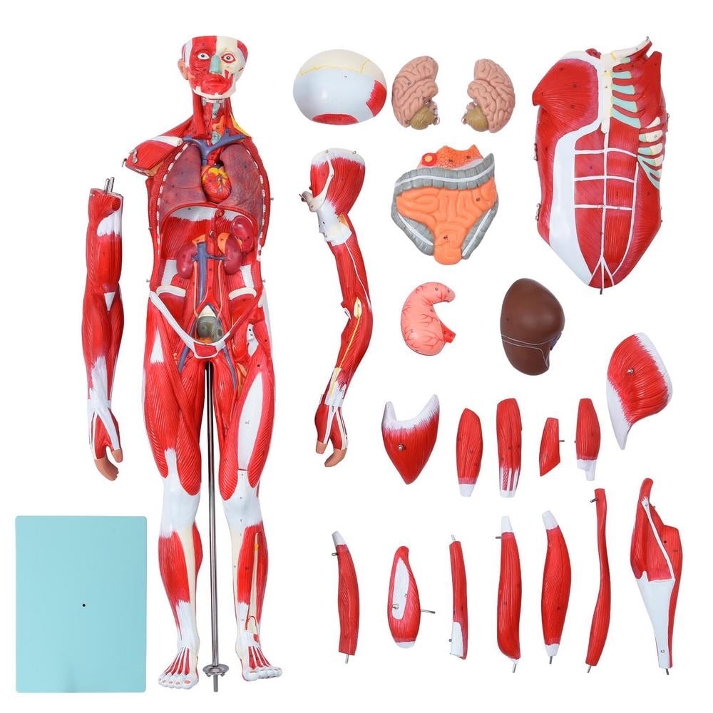 VAHIGCY Human Anatomy Model Human Body Model for Anatomy Toys ...