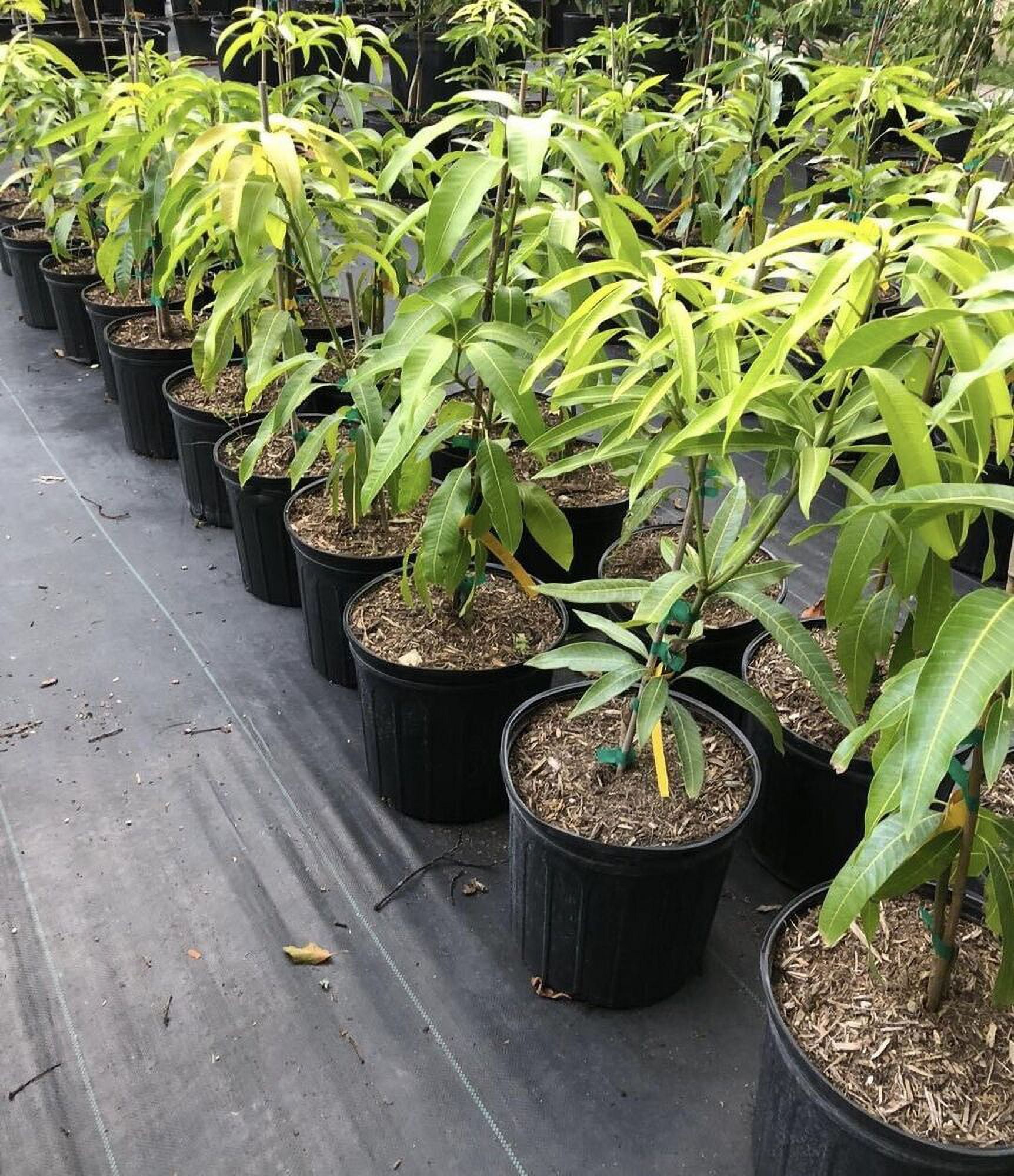 VAL-CARRIE Grafted Rare MANGO Tree 3Gal Pot Ready To Fruit Ship UPS ...