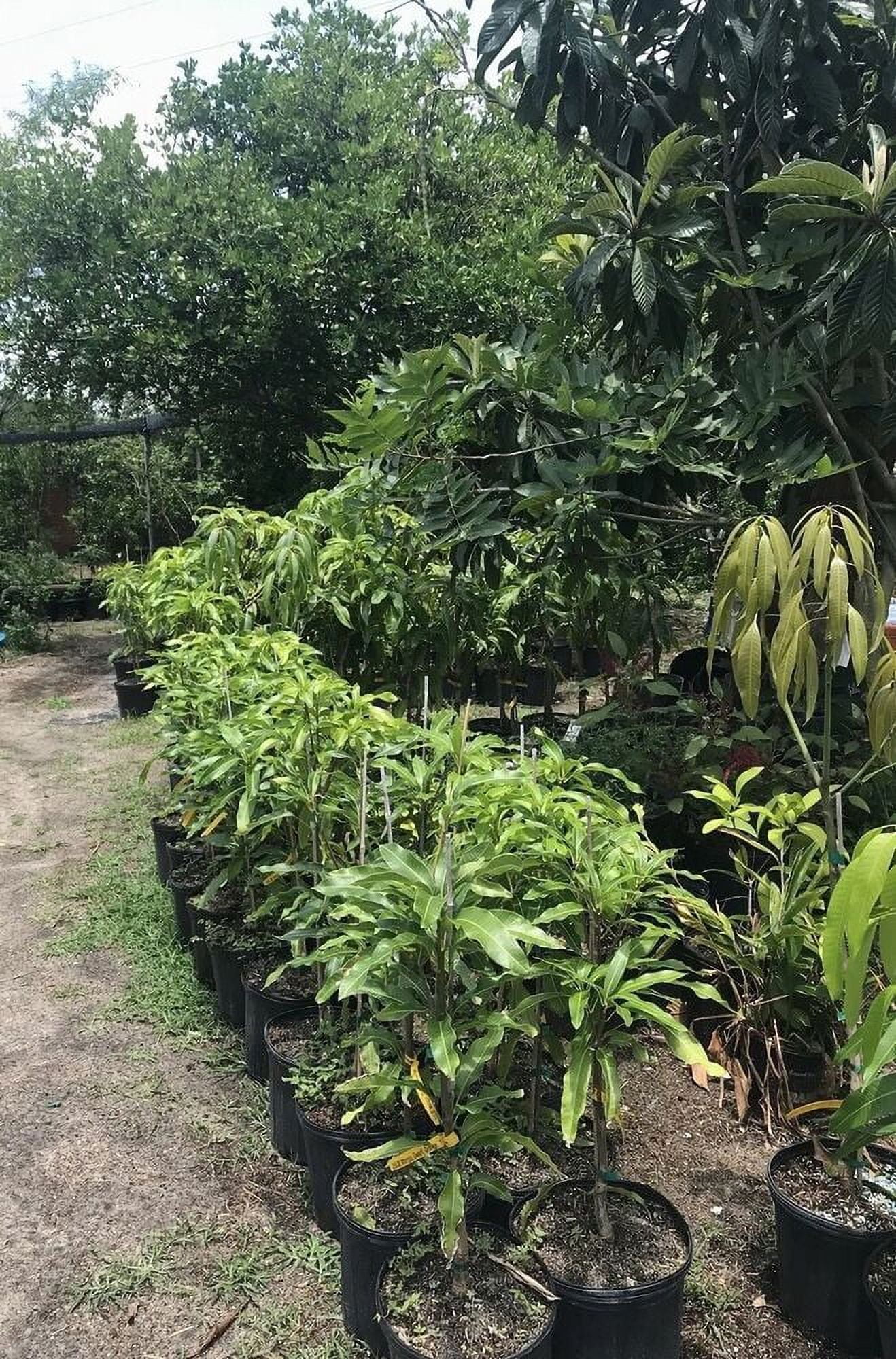 VALENCIA PRIDE Grafted MANGO Tree 3Gal Pot Ready To Fruit Ship UPS ...