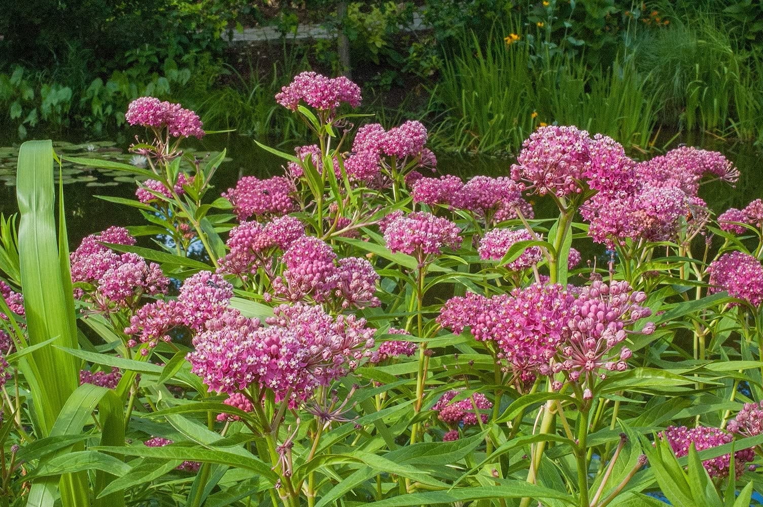 VANCEFELKEL Swamp Milkweed Seeds for Monarch Butterflies 200 Pcs Swamp ...