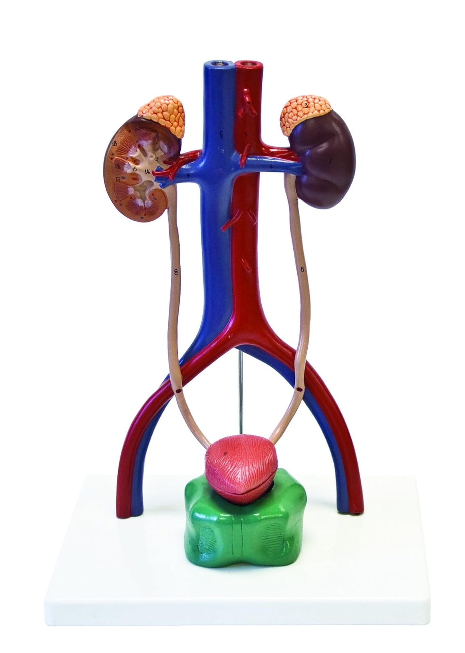 VAU429 Urinary System | 4 Parts, Larger-Than-Life Size | Dissected ...