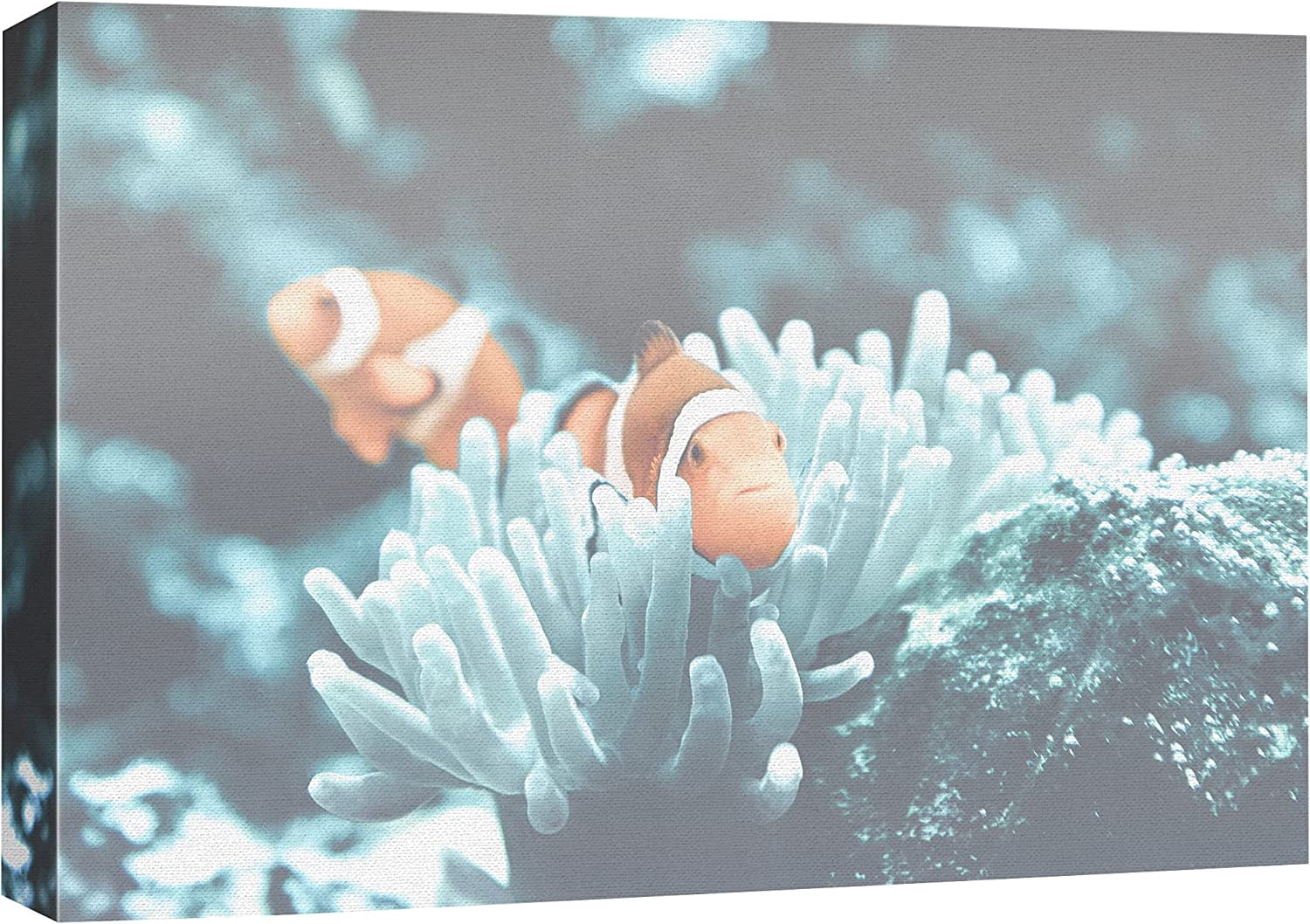 VELVET Canvas Prt Wall Art Clownfish Swims Through Coral Amphibians ...