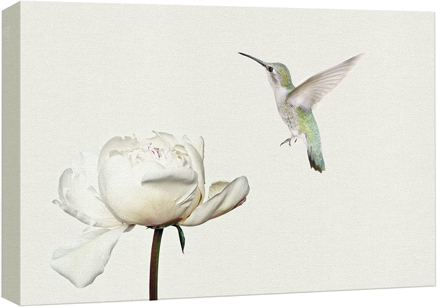 VELVET Canvas Prt Wall Art Hummgbird Flies On White Carnation Flower ...